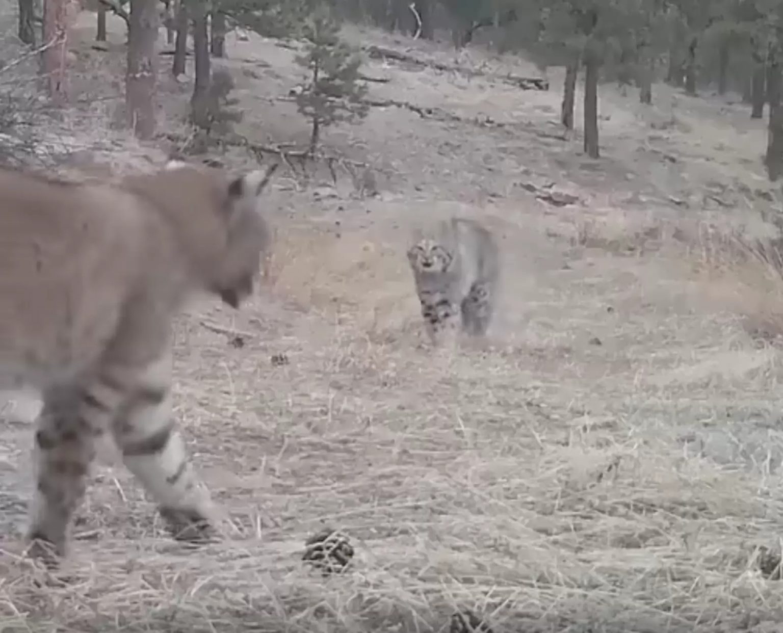 The flirting moment of two bobcats captured on a camera - Loveanimal
